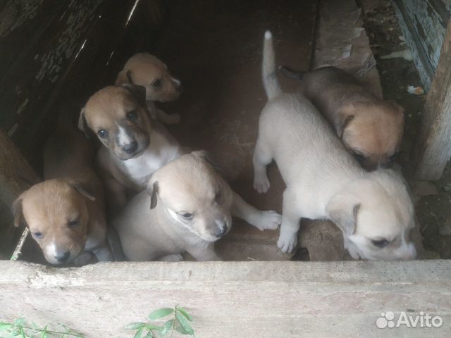 Собаки щенки