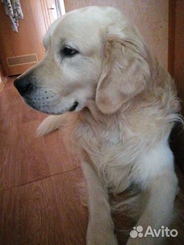 Золотистый ретривер вязка (кабель)