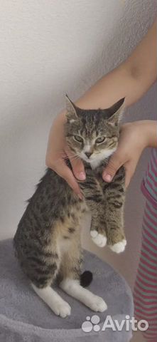 Котик Марсик