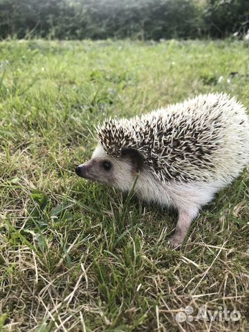 Африканский карликовый еж