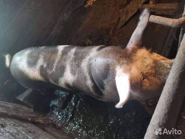Продам свинью