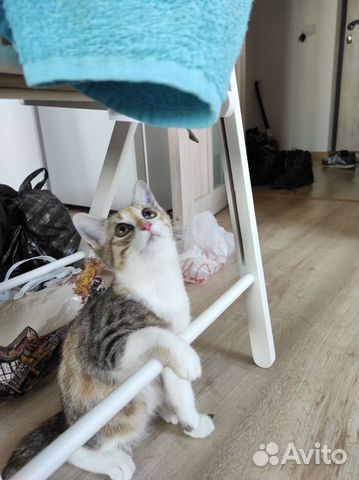 Котята в добрые руки бесплатно