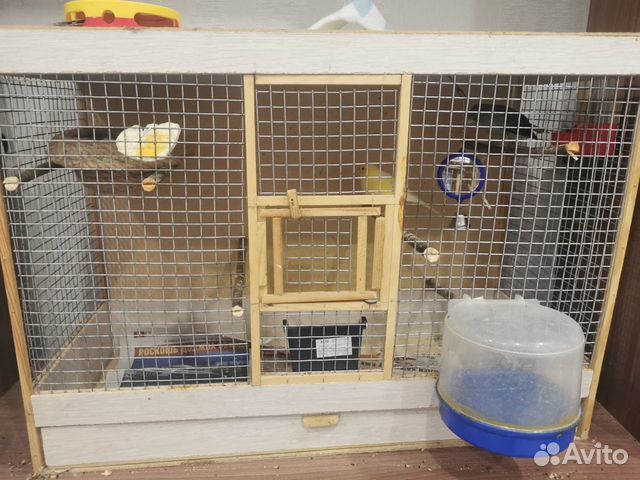 Канарейки и клетка