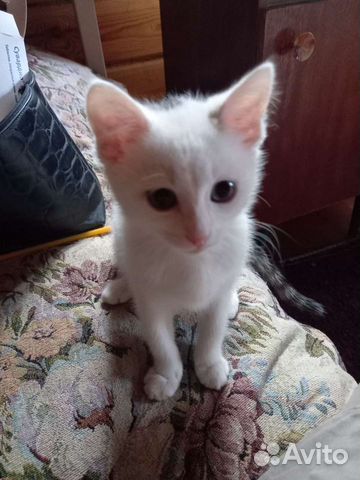 Котенок белый в дар