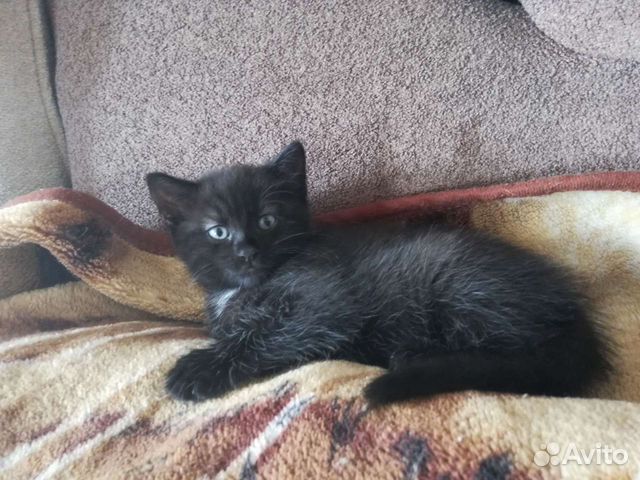 Котенок ищет дом