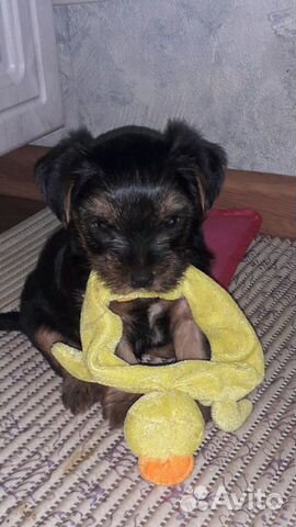 Йоркширский терьер