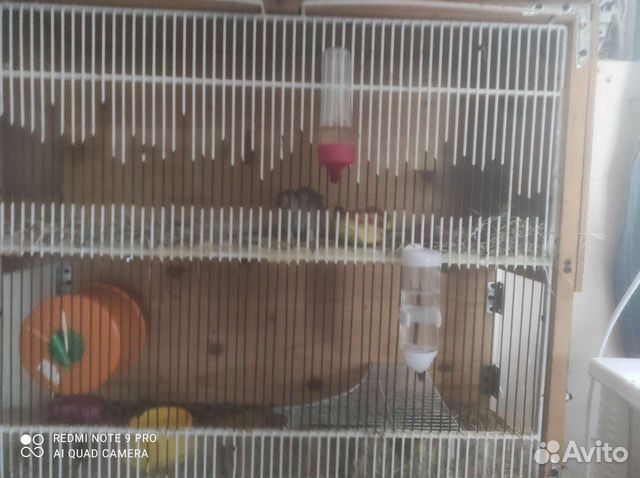 Крыса, белки дегу, клетка