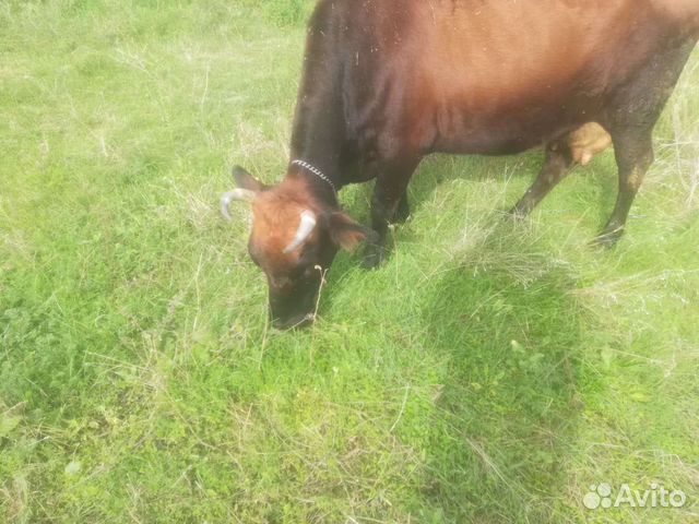 Корова дойная