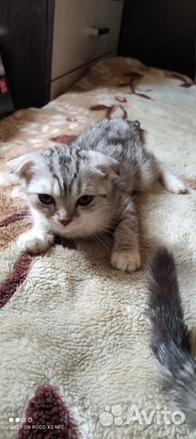 Кошка британка вислоухая