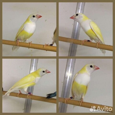 Самка Амадина Гульда (синегенная)