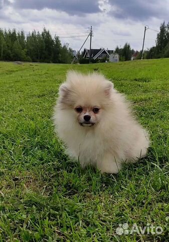 Кремовое счастье