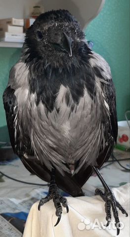 Отдам в добрые руки