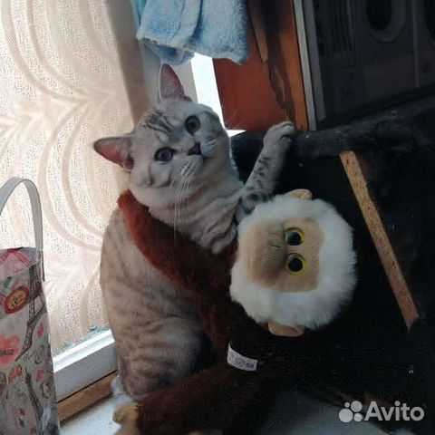 Кот