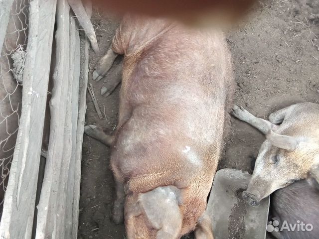 Хряк и козлы