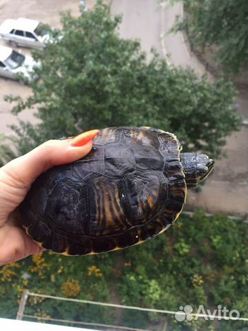 Черепаха