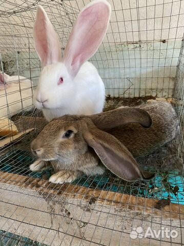 Кролики 3 мес