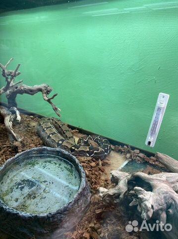 Императорский удав