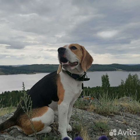 Бигль хочет ласки