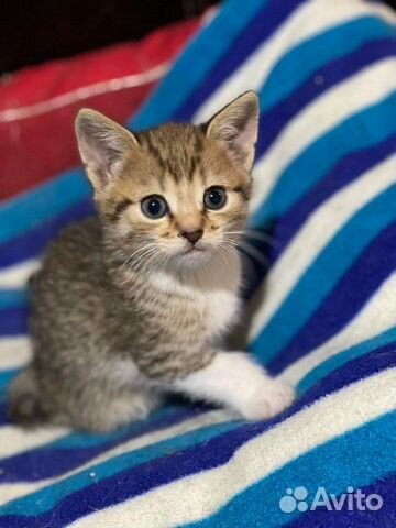 Отдаю котенка мальчика 1,5 месяца в дар