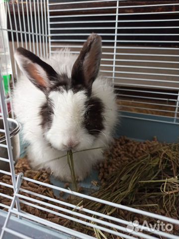 Вязка кролика