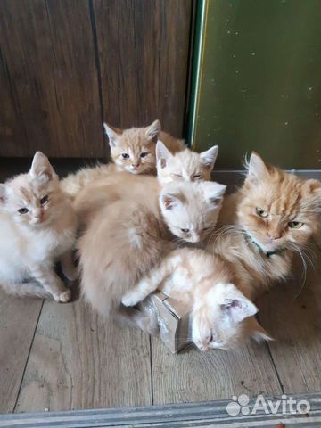 Кошка в дар