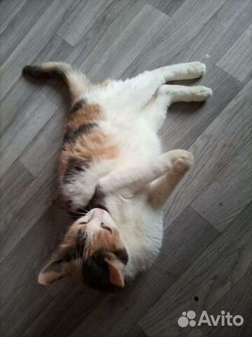 Кошка Злата ищет дом