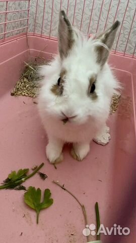 Декоративный Кролик(мальчик)