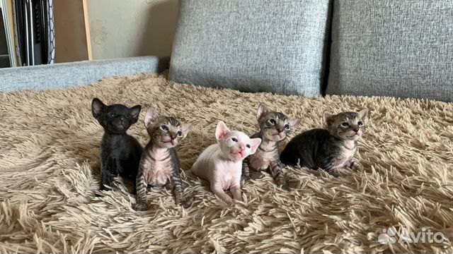 Котята корниш-рекс ласковые и игривые
