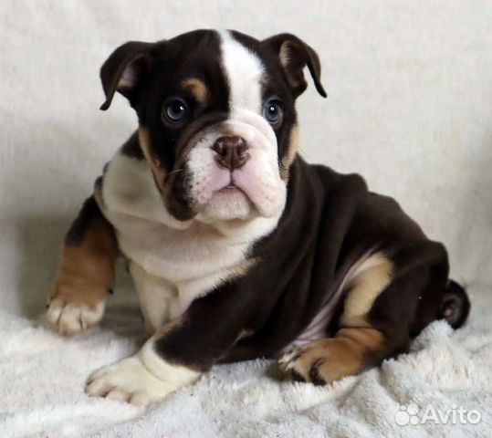Щенки английского бульдога