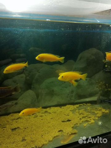 Цихлида желтая 1 шт