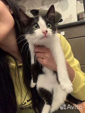 Котёнок в добрые руки