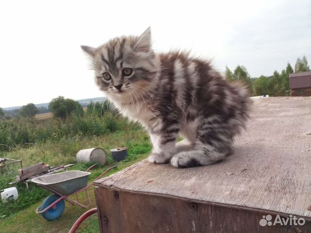 Мать породистая