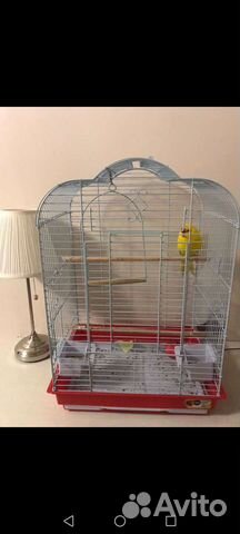 Попугай с клеткой