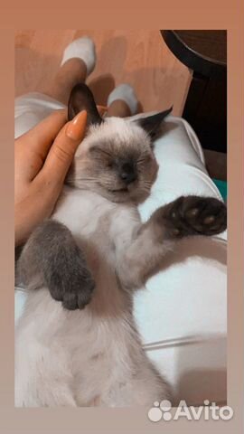 Котёнок сиам, возраст 2 месяца
