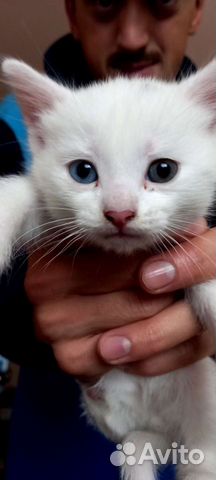 Котик с разными глазками