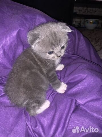 Мраморная вислоушка