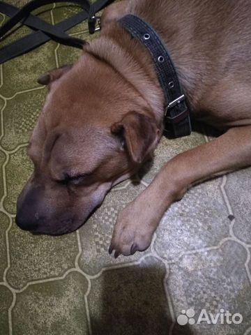 Собака, Английский шарпей 9 месяцев (девочка)