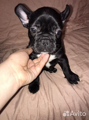 Французский бульдог щенки