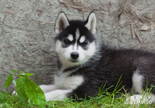 Щенок сибиракий Хаски