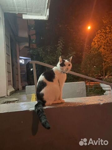 Чёрно-белый кот в синем ошейнике найден