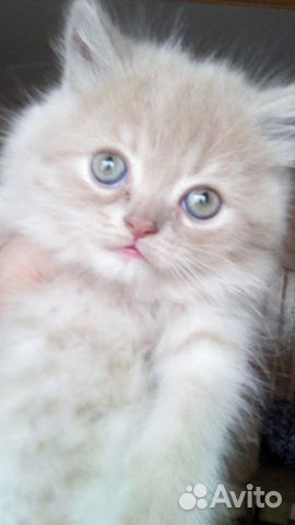 Котик-персик