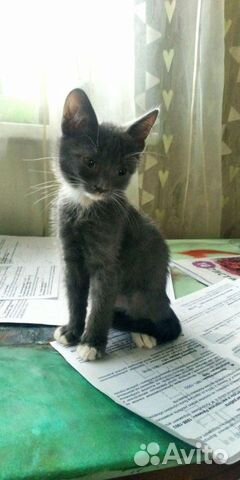 Котенок с манжетом и перчатками