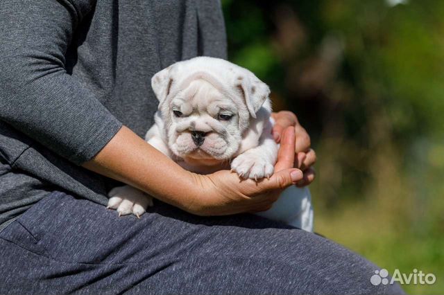 Английский бульдог