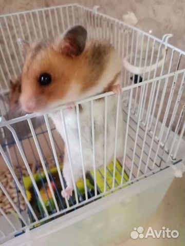 Сирийский хомяк