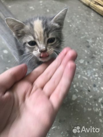 Котёнок в добрые руки,фотографию прикладываю беспл