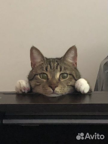 Кот Марсик
