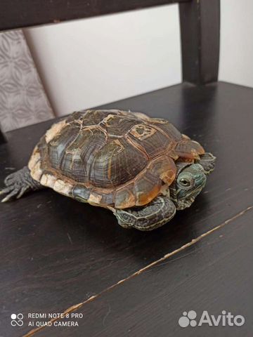 Красноухая черепаха бесплатно