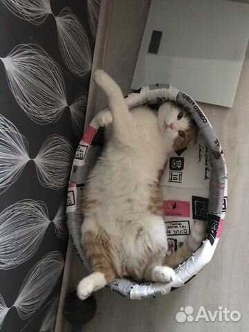 Кошка в дар