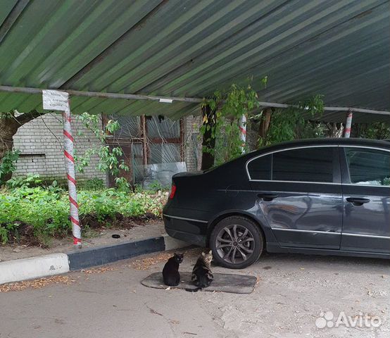 Помогите пристроить двух котиков