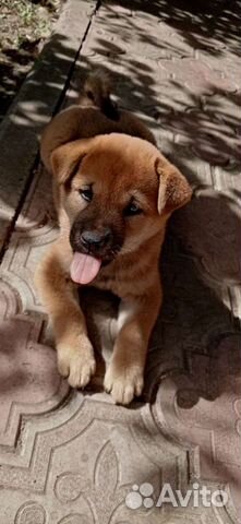 Щенки шиба ину. Милые друзья для вас